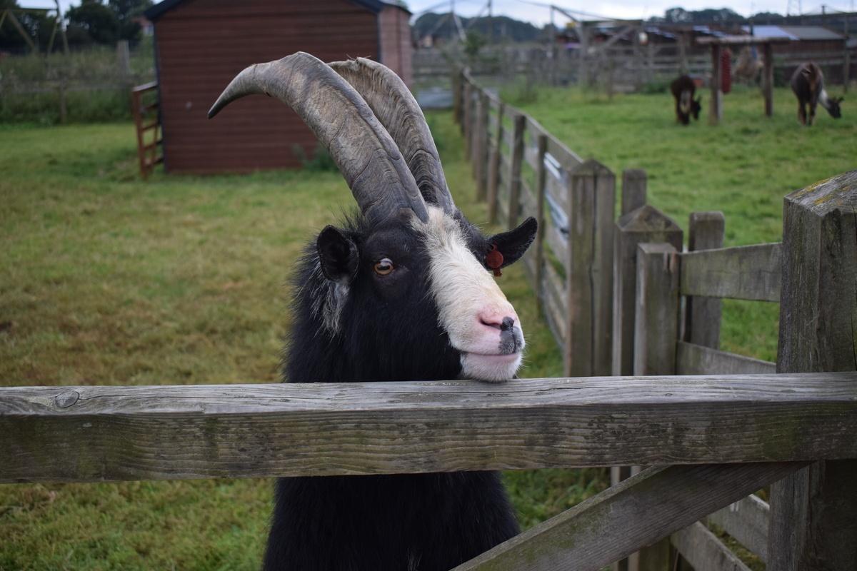 Animal Management courses in Kent | Hadlow College