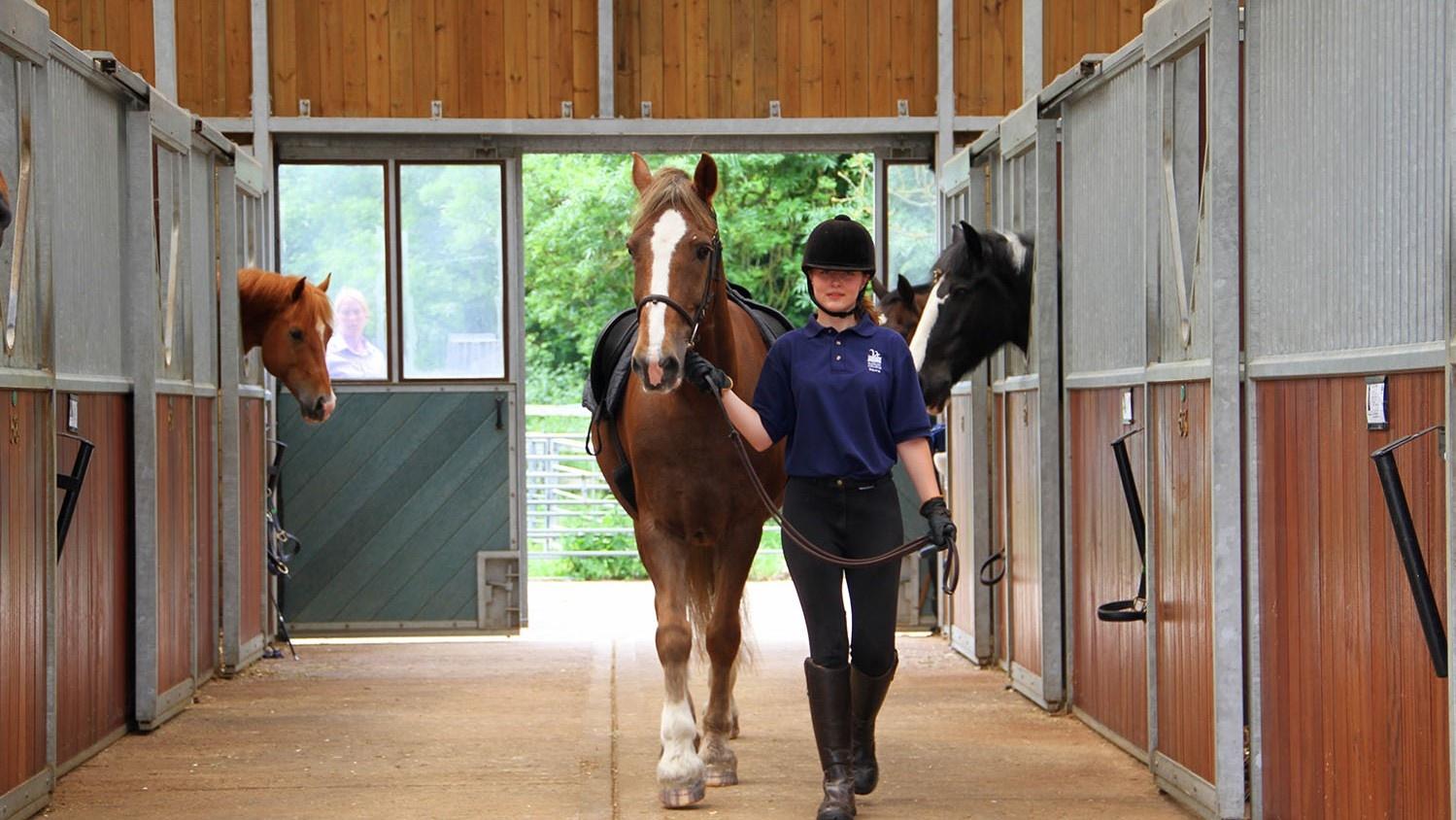Equestrian Studies in Kent and Greenwich | Hadlow College